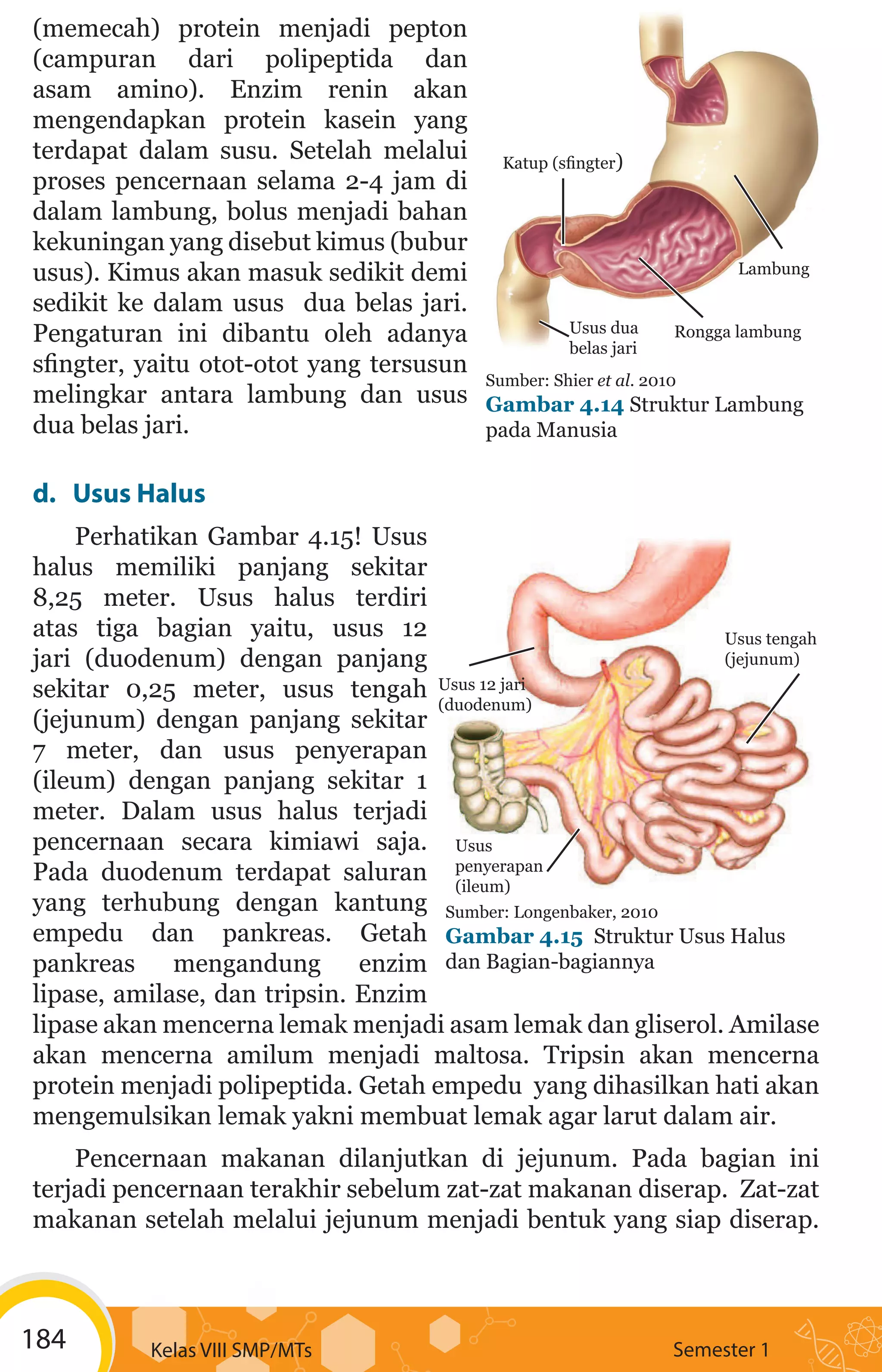 Ipa8 kd5-sruktur dan fungsi sistem pencernaan makanan pada manusia | PDF