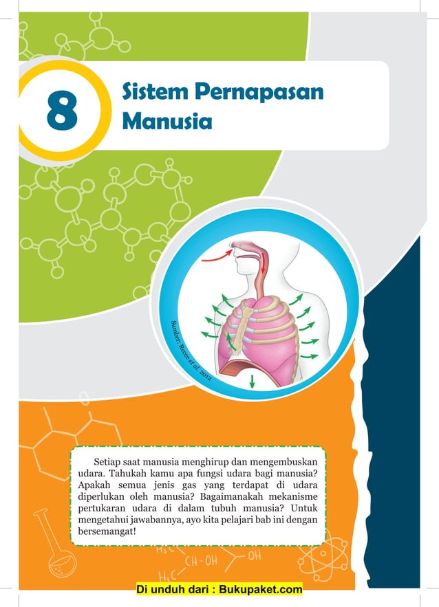 Ipa8 kd9-struktur dan fungsi sistem pernapasan manusia Ipa8 kd9-struktur dan fungsi sistem pernapasan manusia