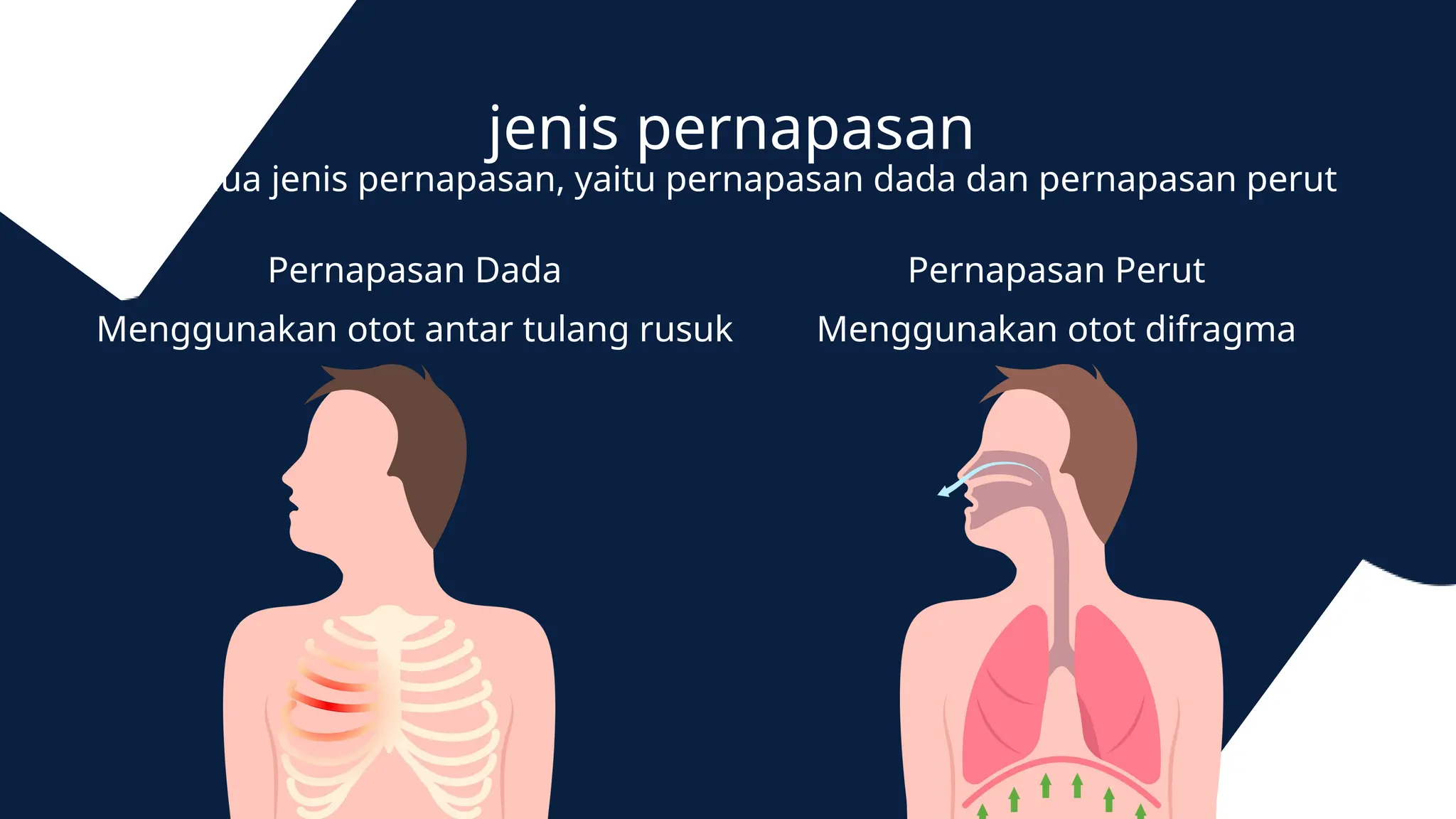 Sistem pernapasan (respirasi) manusia singkat | PPTX