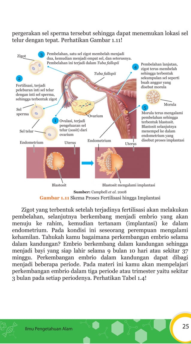 Ipa9 kd1-sistem reproduksi pada manusia | PDF