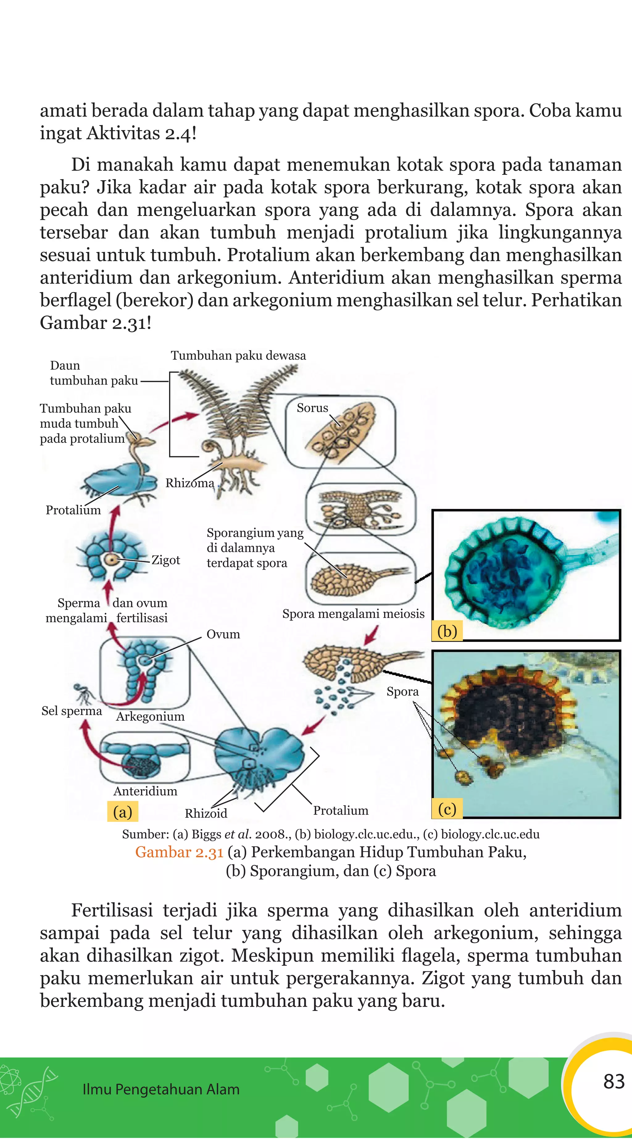 Ipa9 kd2-sistem perkembangbiakan tumbuhan dan hewan | PDF