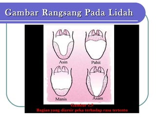 Ipa alat indra pengecap kls 9 | PPT