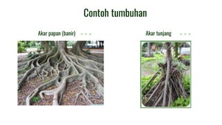 Ipa bagian tumbuhan pertemuan 1 (3 jp) | PPT