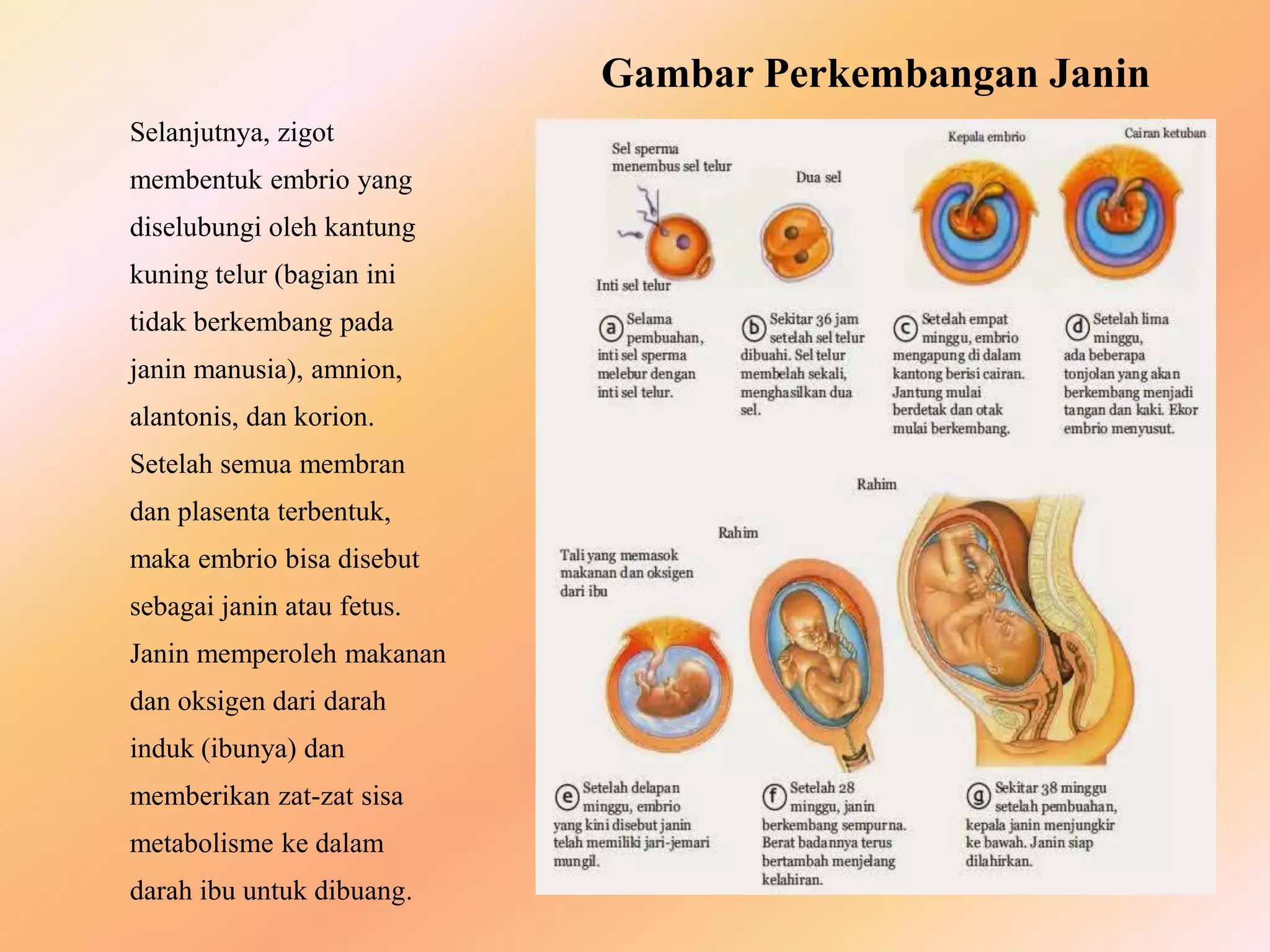 Ipa biologi ix e- 03 | PPTX