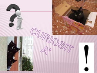 Paesi Bassi (Chiara C.) | PPT