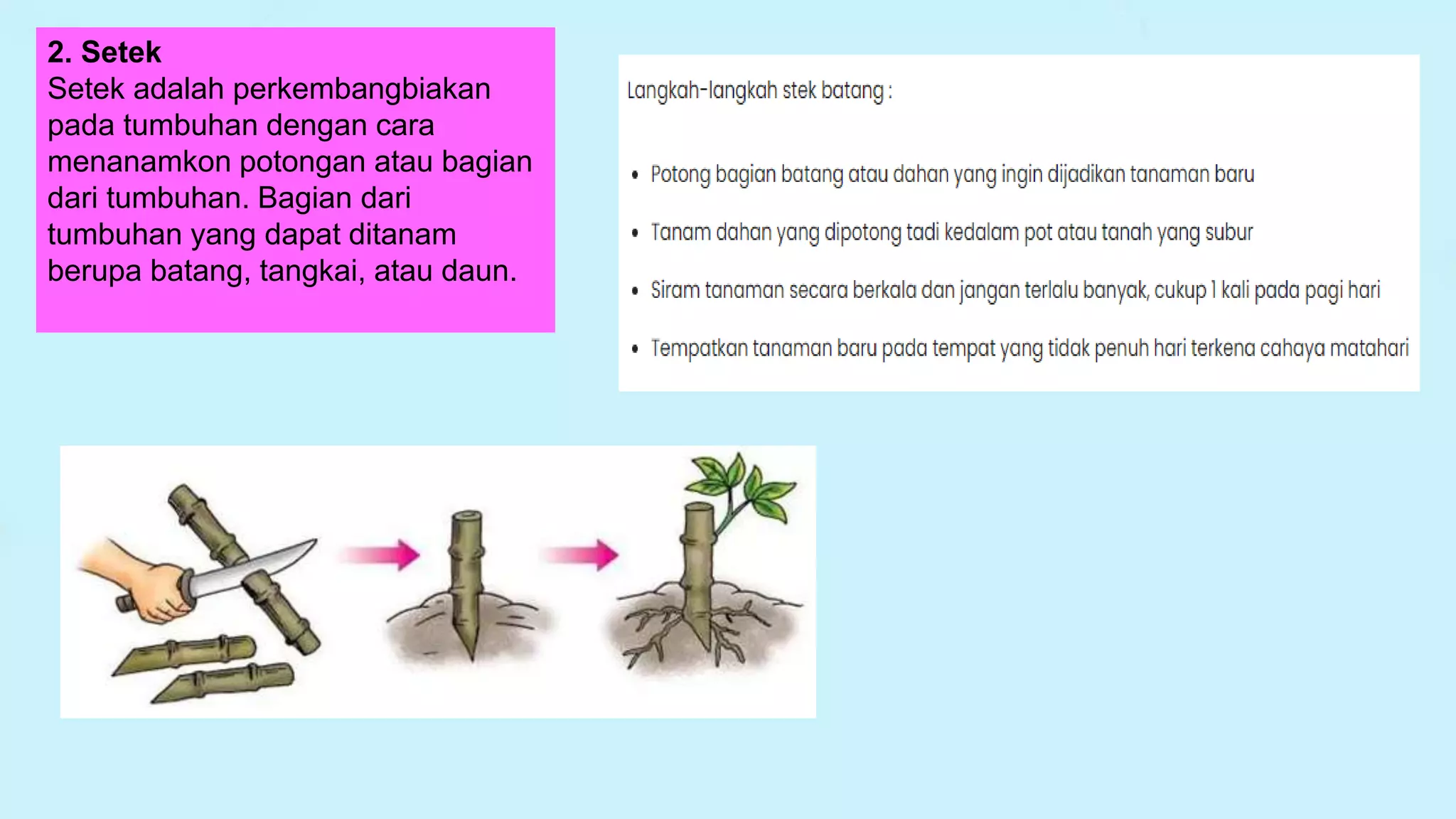 perkembangbiakan tumbuhan secara vegetatif kelas 6 SD | PPTX