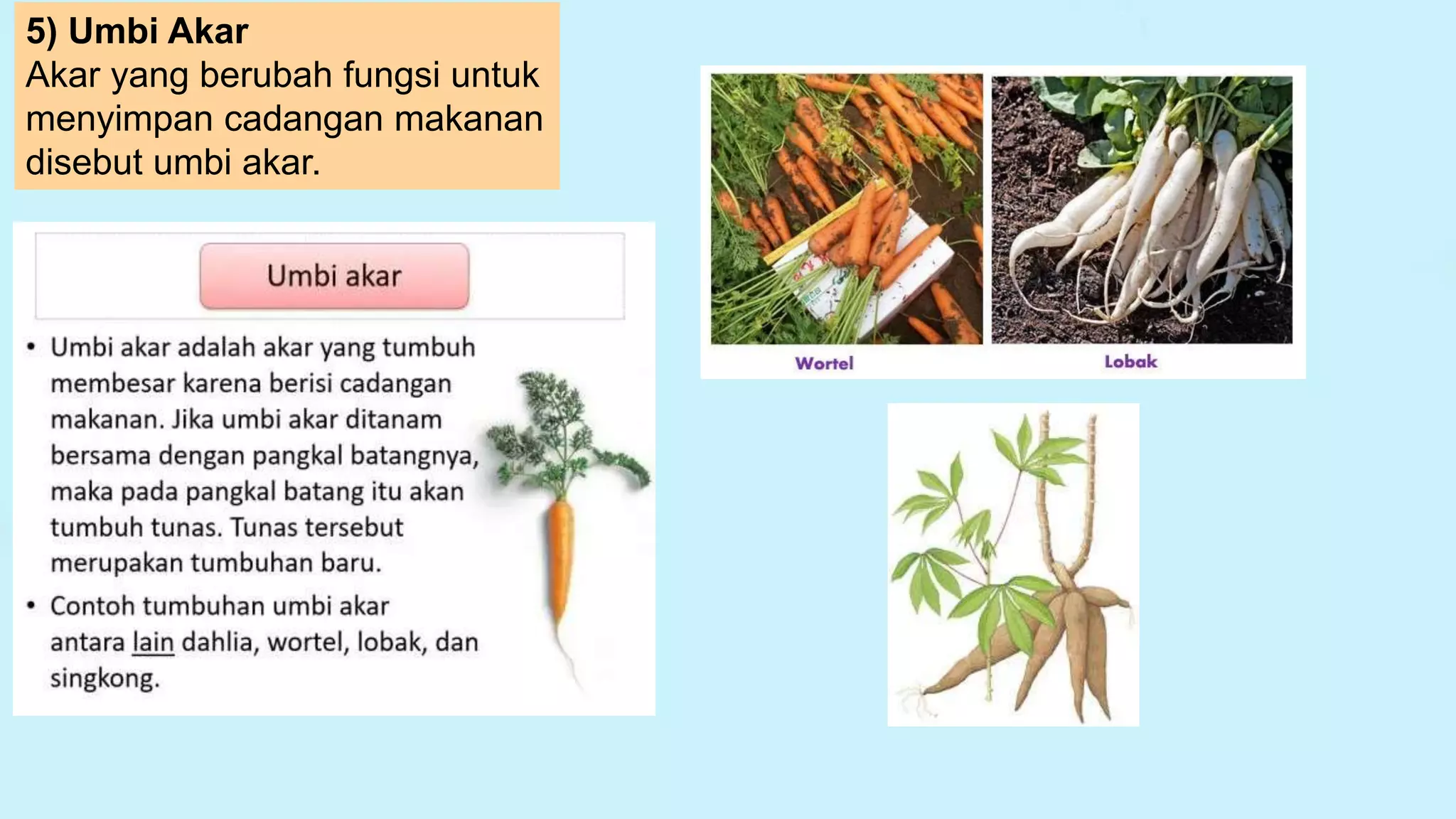 perkembangbiakan tumbuhan secara vegetatif kelas 6 SD | PPTX