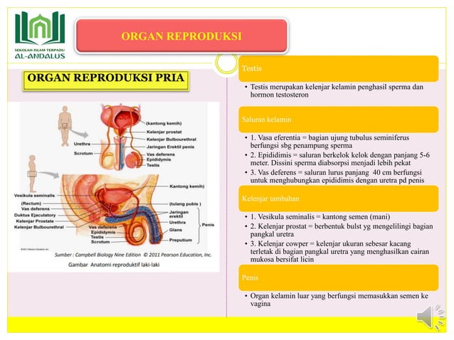 IPA IX.1 SISTEM REPRODUKSI.pptx