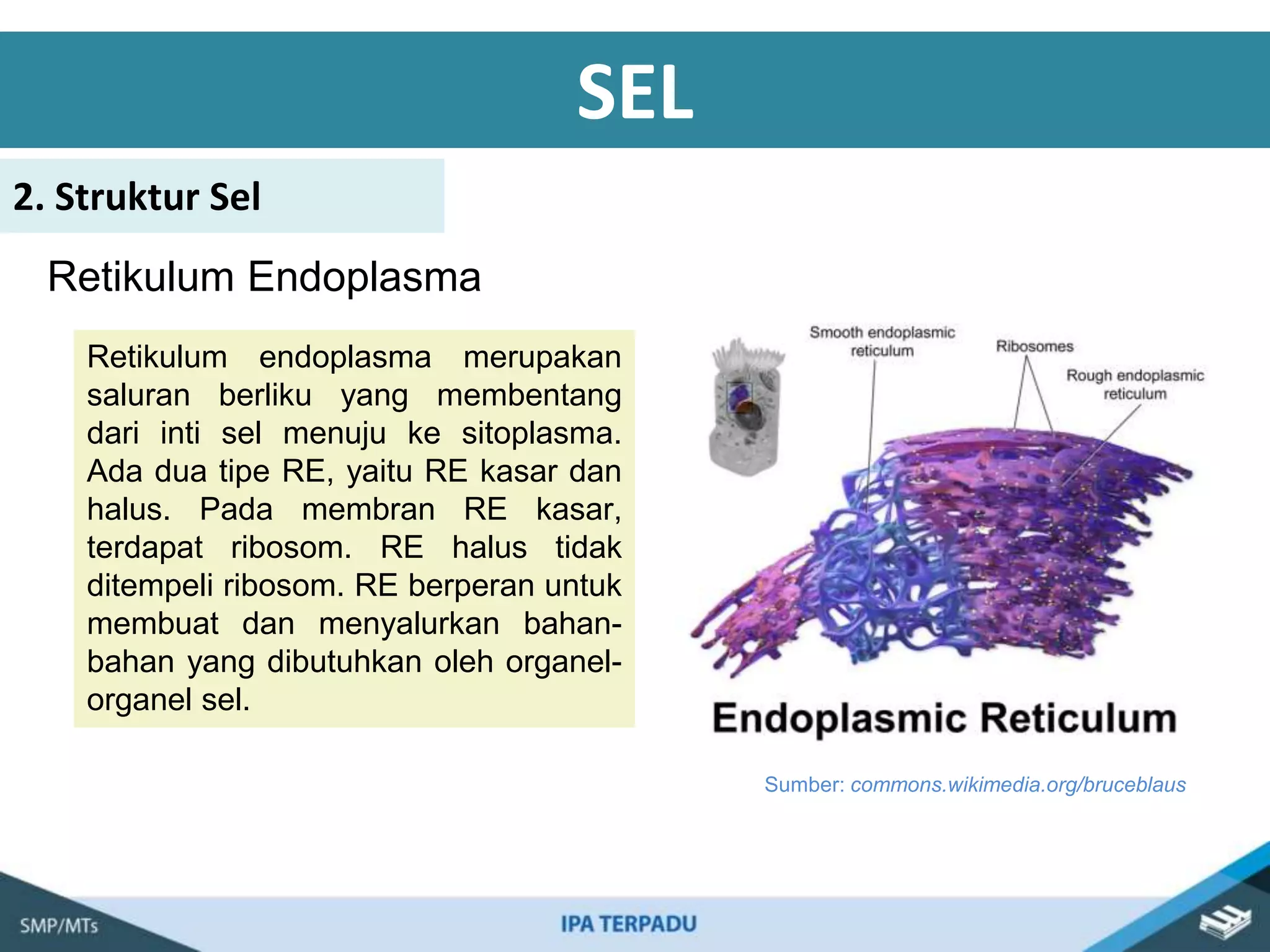 IPA Kelas 7 Bab 6 Organisasi Kehidupan.pptx