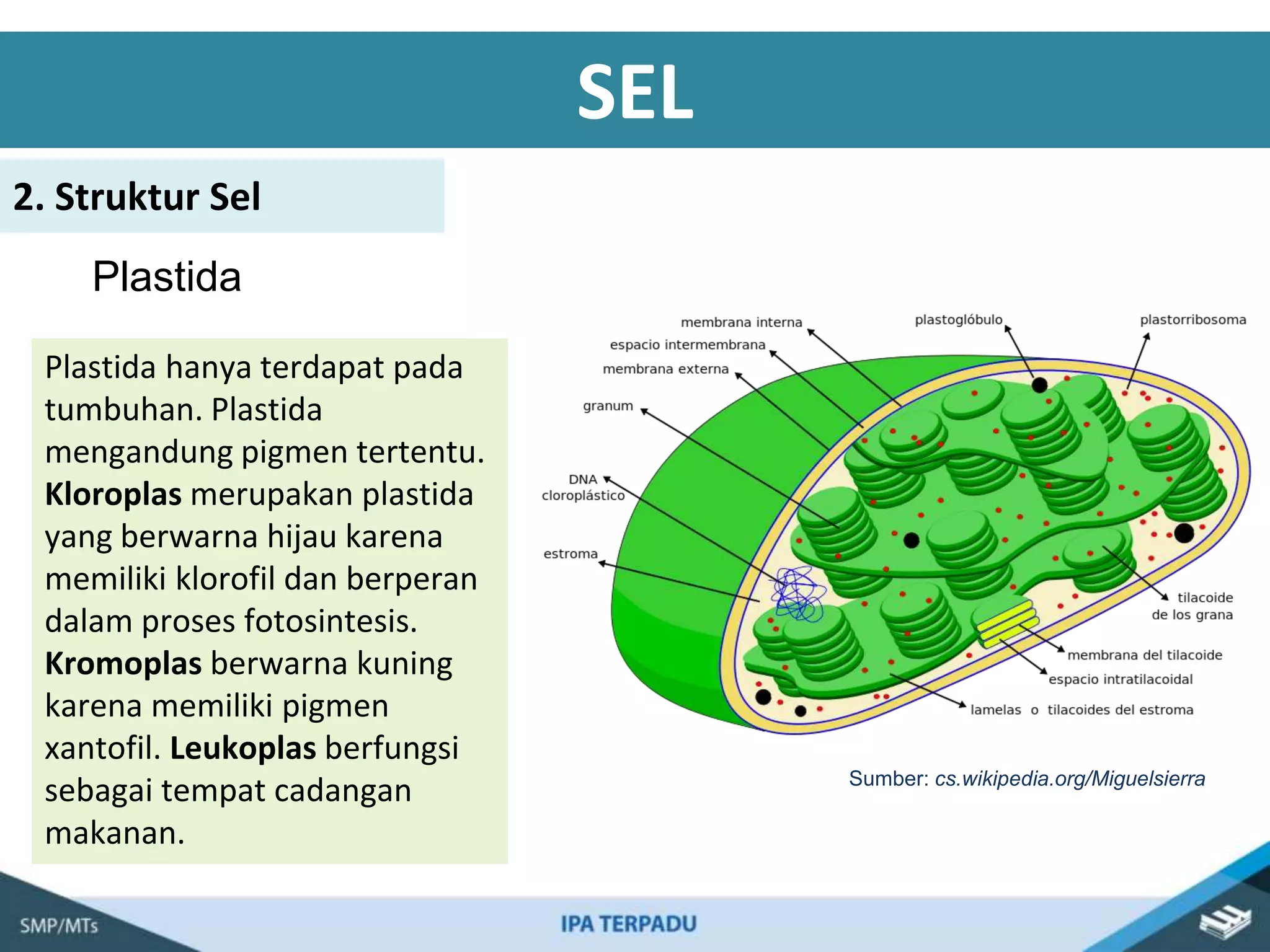 IPA Kelas 7 Bab 6 Organisasi Kehidupan.pptx