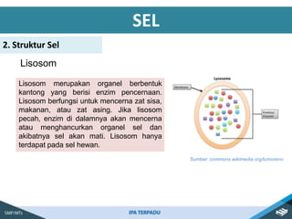 IPA Kelas 7 Bab 6 Organisasi Kehidupan.pptx-1.pptx