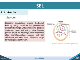 IPA Kelas 7 Bab 6 Organisasi Kehidupan.pptx