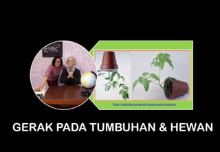 IPA_kelas 8_SISTEM GERAK PADA TUMBUHAN dan HEWAN.pptx