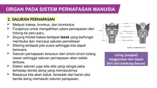 IPA Kelas 8 SISTEM PERNAPASAN MANUSIA.pptx