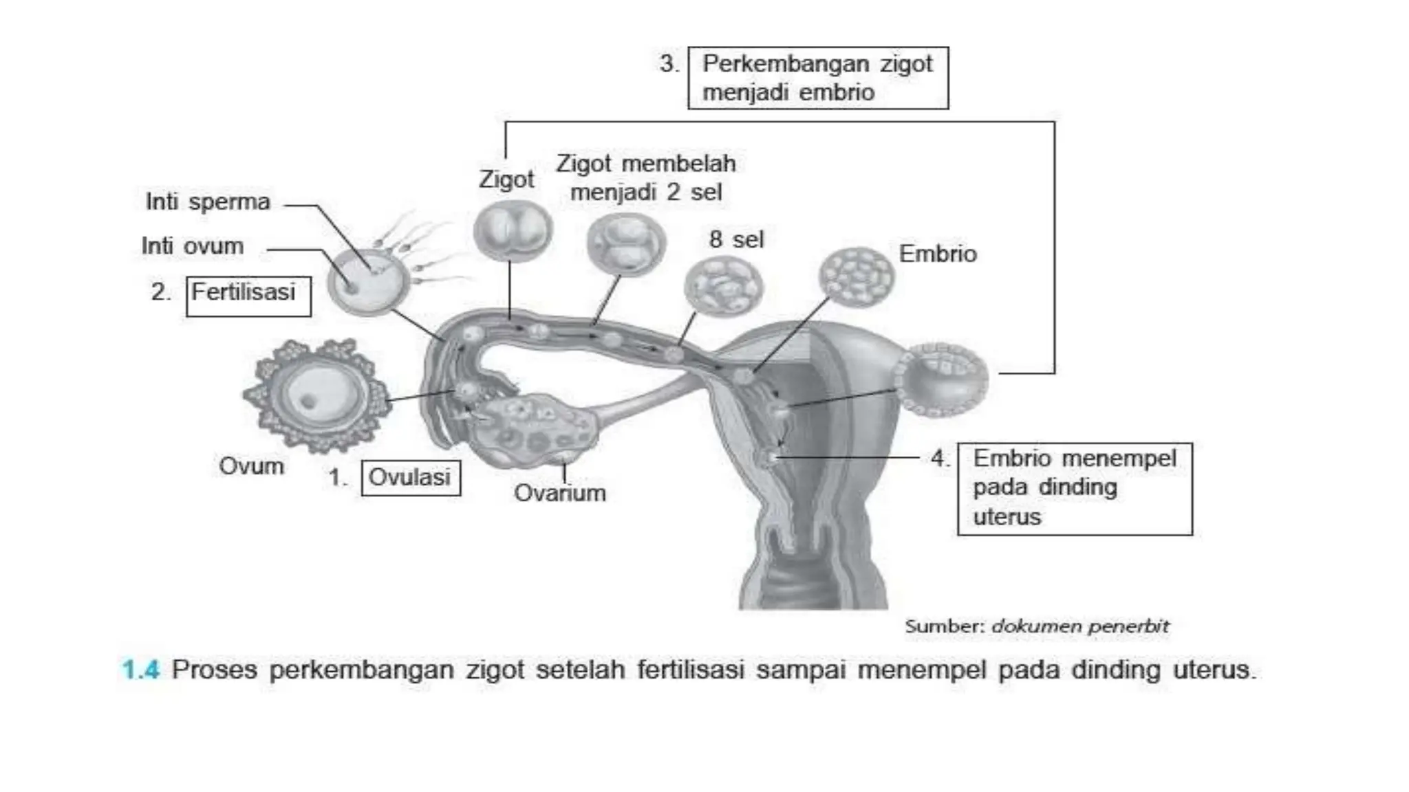 IPA Kelas 9 BAB 1. Sistem Reproduksi.pptx