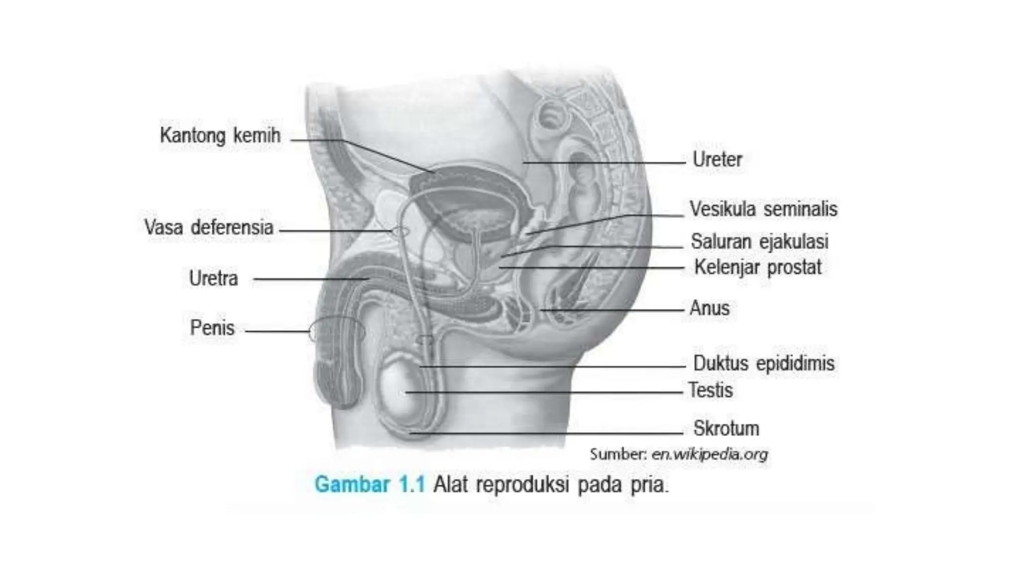 IPA Kelas 9 BAB 1. Sistem Reproduksi.pptx