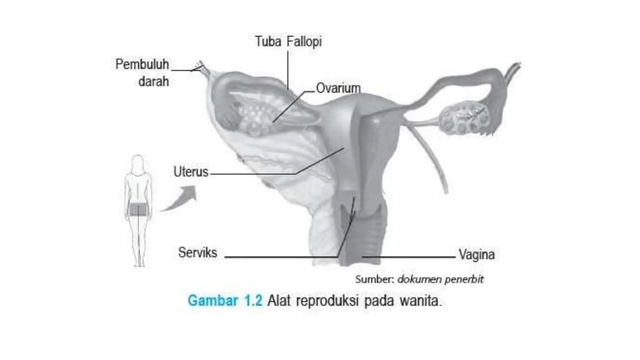 IPA Kelas 9 BAB 1. Sistem Reproduksi.pptx