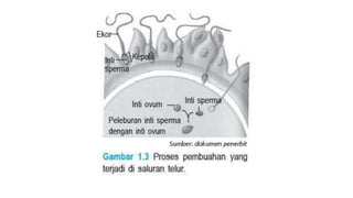 IPA Kelas 9 BAB 1. Sistem Reproduksi.pptx