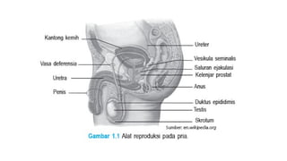 IPA Kelas 9 BAB 1.pptx sistem reproduksi manusia | PPT