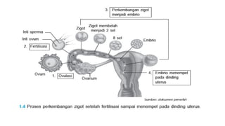 IPA Kelas 9 BAB 1.pptx sistem reproduksi manusia | PPT