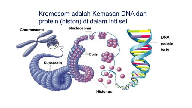 IPA Kelas 9 BAB 1.pptx sistem reproduksi manusia | PPT