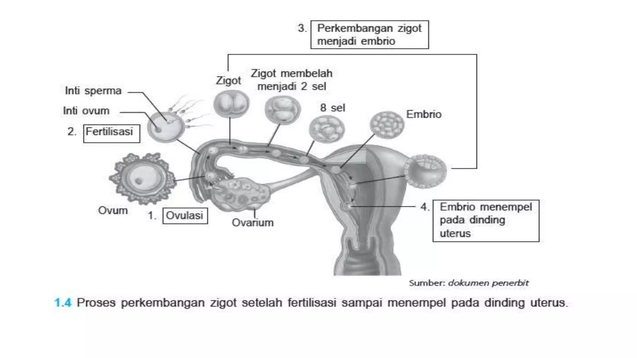 IPA Kelas 9 BAB 1 sistem reproduksi.pptx