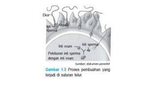 IPA Kelas 9 BAB 1 sistem reproduksi.pptx