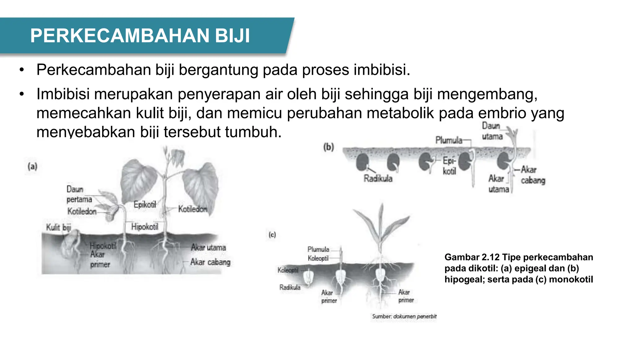 IPA Kelas 9 BAB 2. sistem reproduksi hewan.pptx