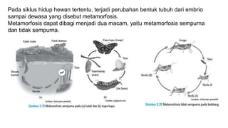 IPA Kelas 9 BAB 2. sistem reproduksi hewan.pptx