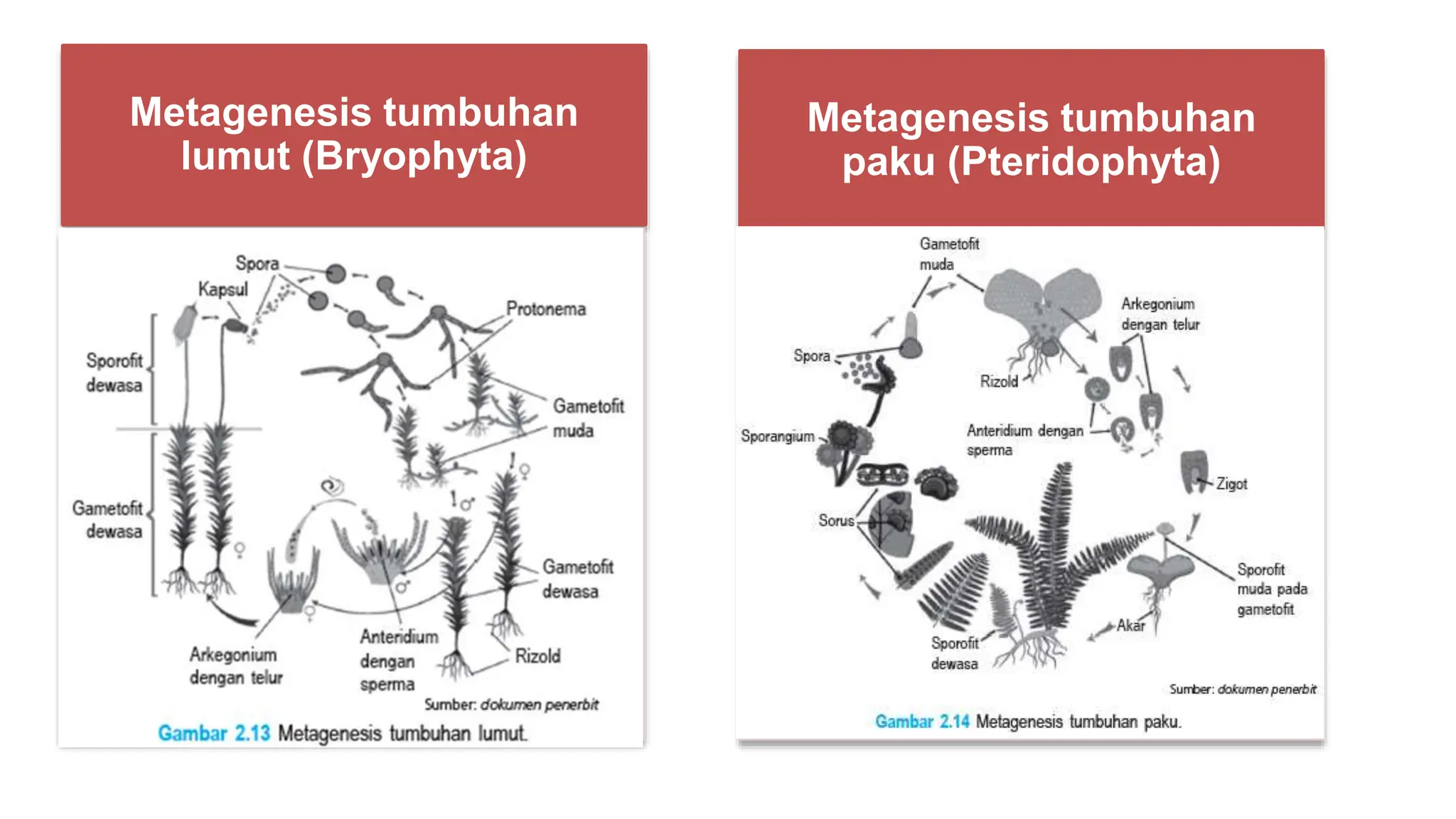 IPA SISTEM REPRODUKSI PADA TUMBUHAN DAN HEWAN Kelas 9 BAB 2.pptx