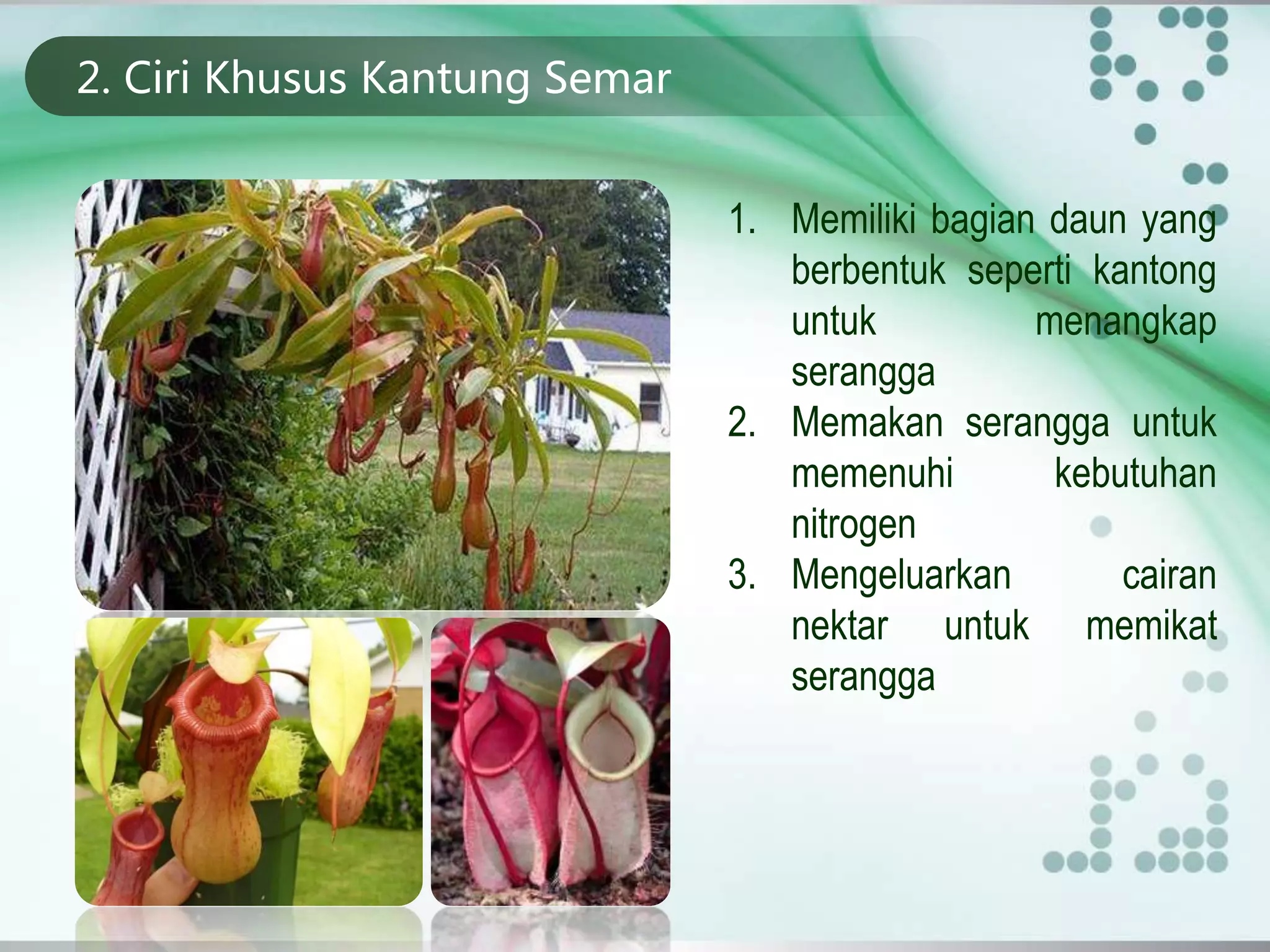 Ipa kelas vi semester 1 ciri khusus tumbuhan | PPTX