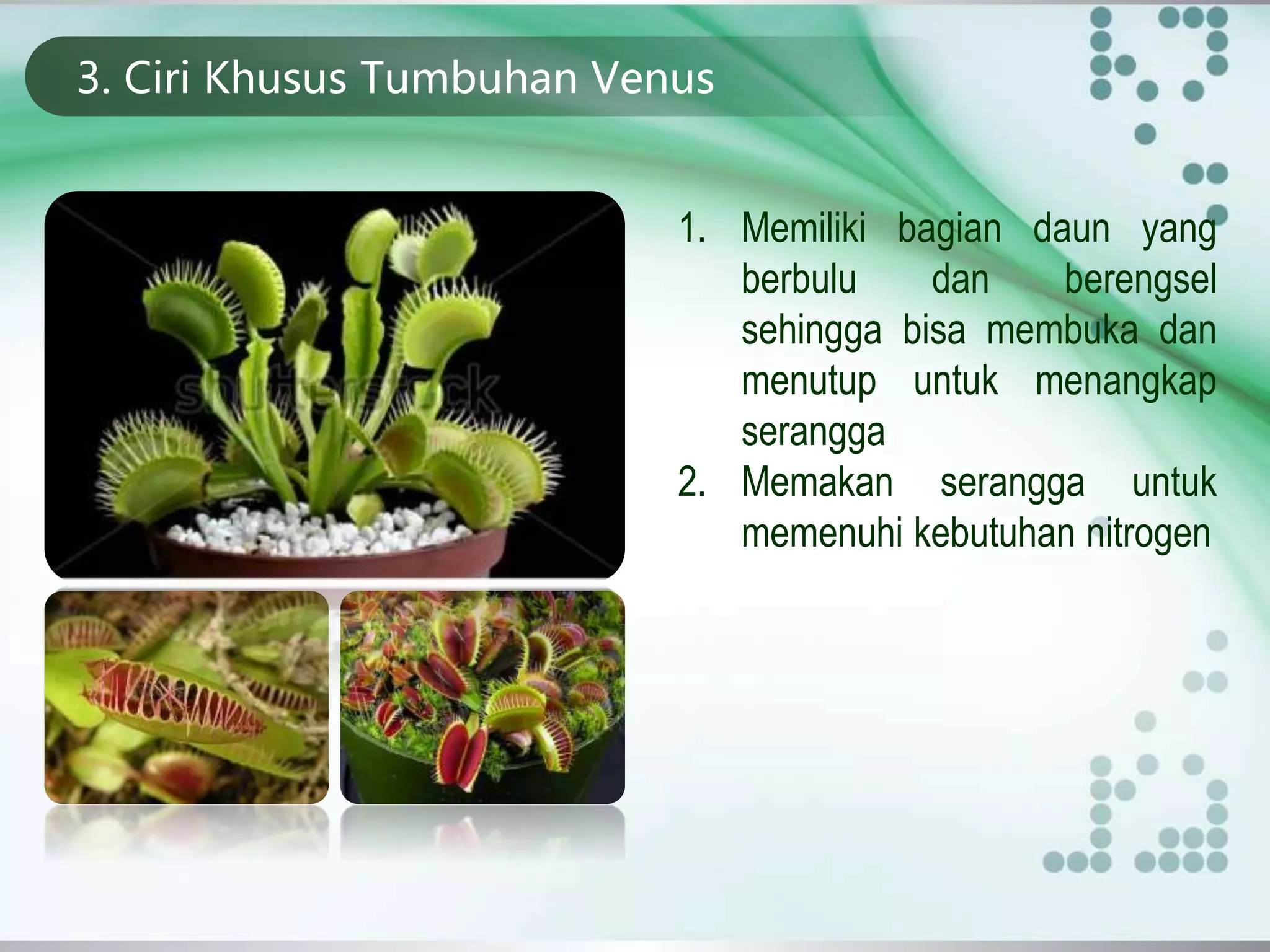 Ipa kelas vi semester 1 ciri khusus tumbuhan | PPTX