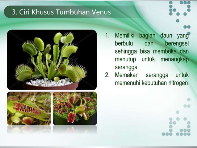 Ipa kelas vi semester 1 ciri khusus tumbuhan | PPTX