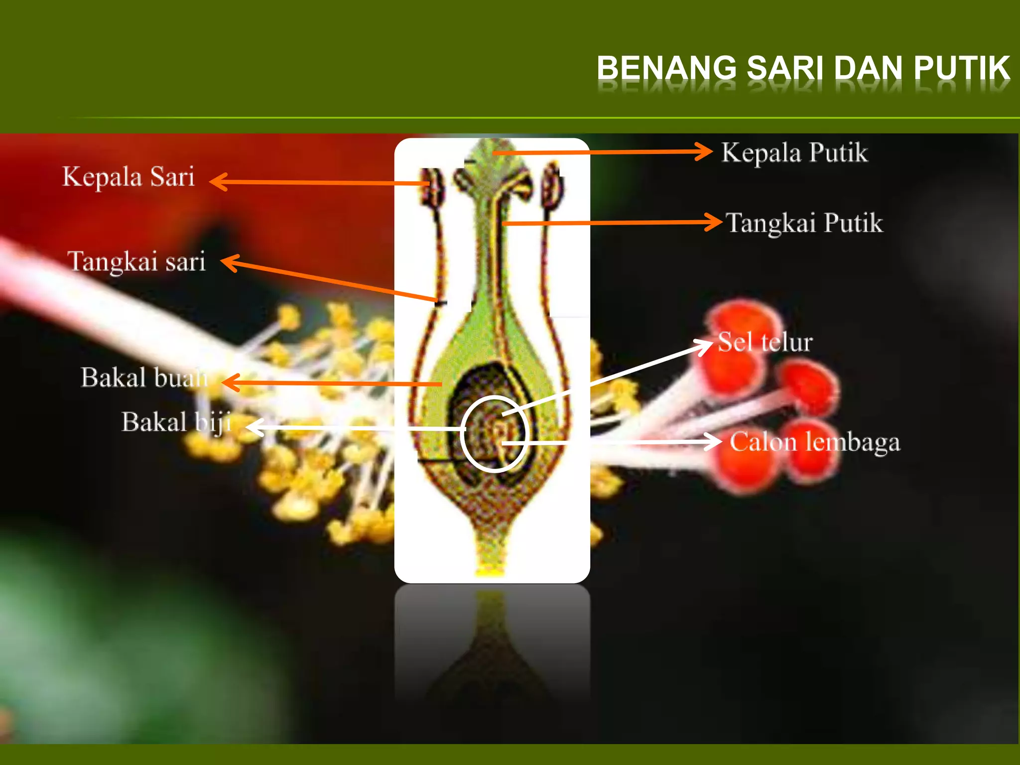Ipa kelas vi semester i perkembangbiakan tumbuhan secara generatif | PPTX