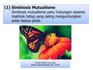 Simbiosis Mutualisme Kupu Kupu Dan Bunga