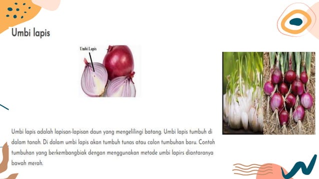 IPA PERKEMBANG BIAKAN TUMBUHAN SECARA VEGETATIF.pptx