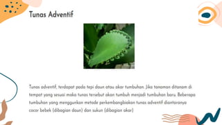 IPA PERKEMBANG BIAKAN TUMBUHAN SECARA VEGETATIF.pptx