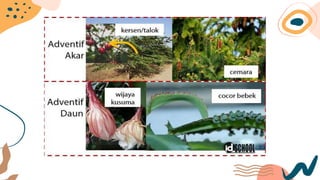 IPA PERKEMBANG BIAKAN TUMBUHAN SECARA VEGETATIF.pptx