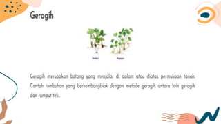 IPA PERKEMBANG BIAKAN TUMBUHAN SECARA VEGETATIF.pptx