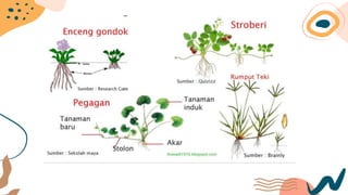 IPA PERKEMBANG BIAKAN TUMBUHAN SECARA VEGETATIF.pptx
