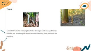 IPA PERKEMBANG BIAKAN TUMBUHAN SECARA VEGETATIF.pptx