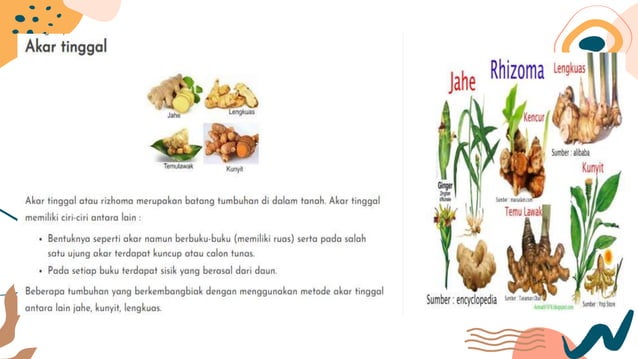 IPA PERKEMBANG BIAKAN TUMBUHAN SECARA VEGETATIF.pptx