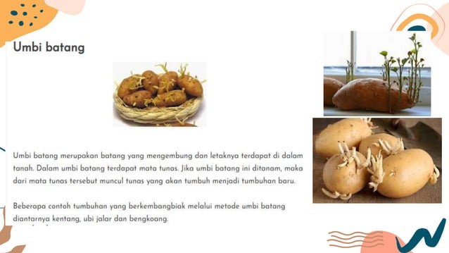 IPA PERKEMBANG BIAKAN TUMBUHAN SECARA VEGETATIF.pptx