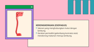 IPAS Bab 4 Sistem Pencernaan Manusia Kelas 5C.pptx