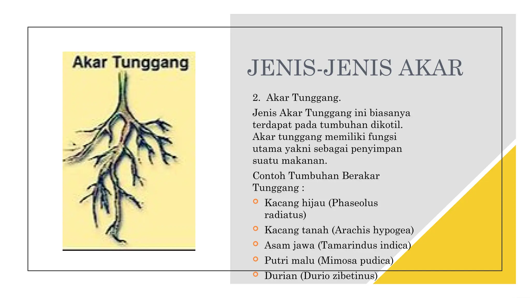 PPT IPAS Kelas 4 Bab 1 Bagian Tubuh Tumbuhan | PPTX
