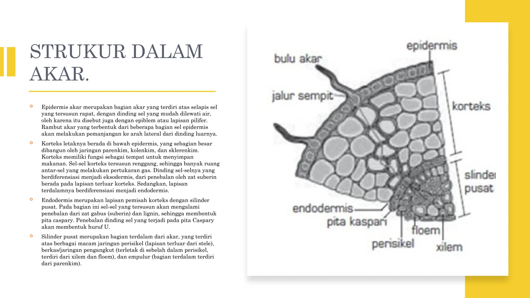 PPT IPAS Kelas 4 Bab 1 Bagian Tubuh Tumbuhan | PPTX