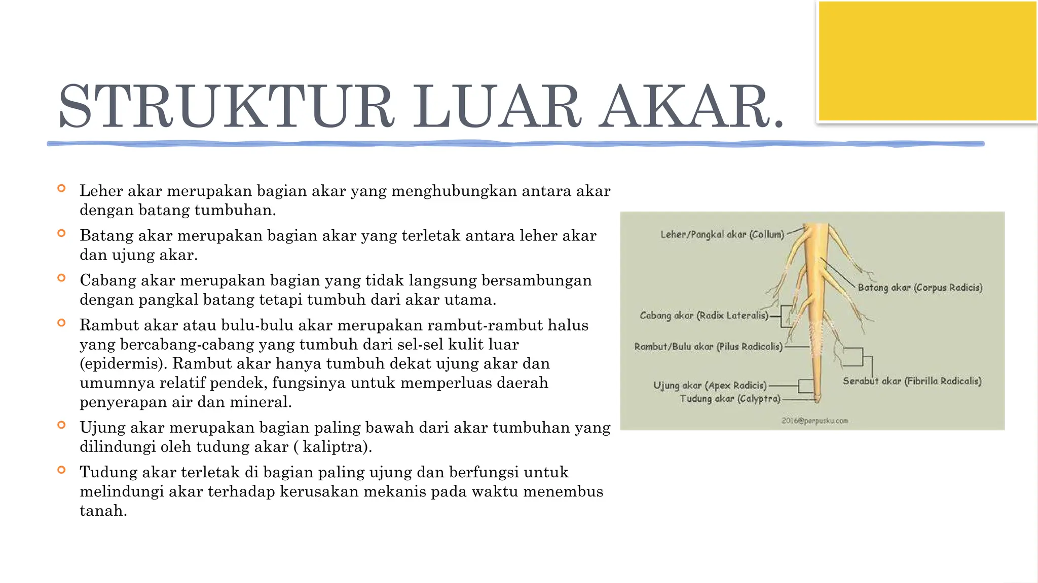 PPT IPAS Kelas 4 Bab 1 Bagian Tubuh Tumbuhan | PPTX