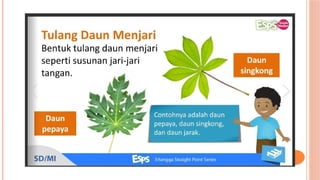 PPT IPAS Kelas 4 Bab 1 Bagian Tubuh Tumbuhan | PPTX