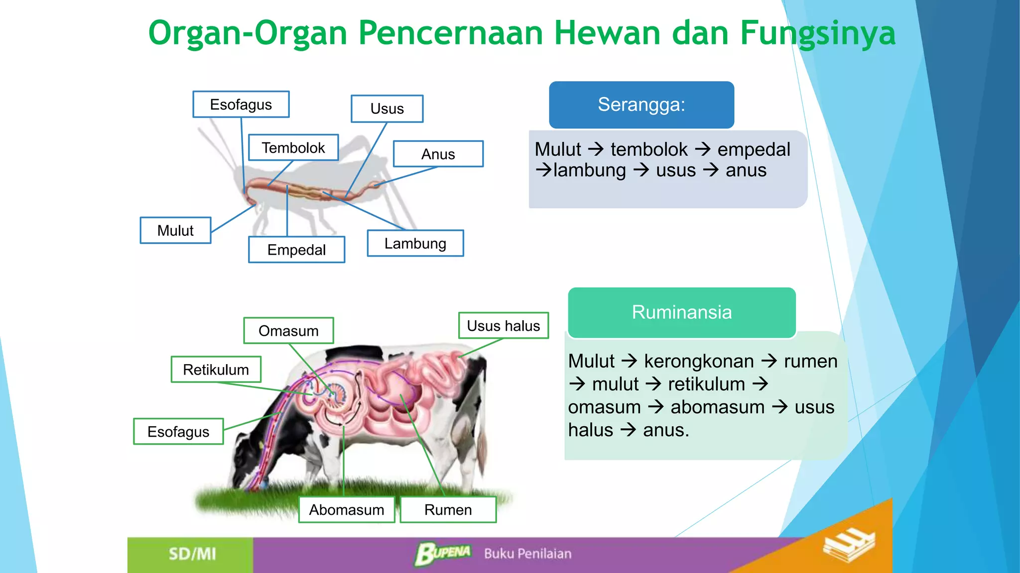 IPA st1 proses pencernaan pada hewan | PPTX