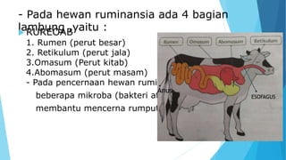 IPA st1 proses pencernaan pada hewan | PPTX